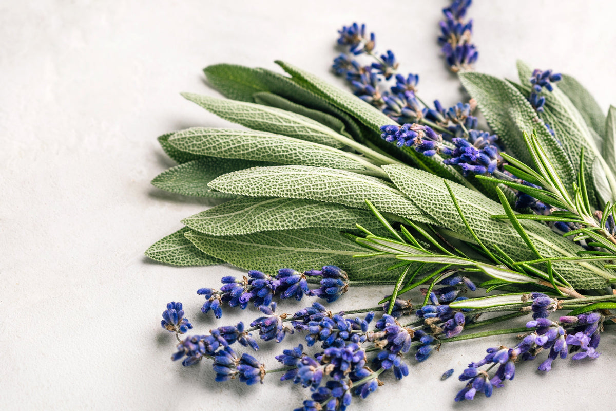 Sage: Can this aromatic herb unlock the secrets to wellness ...
